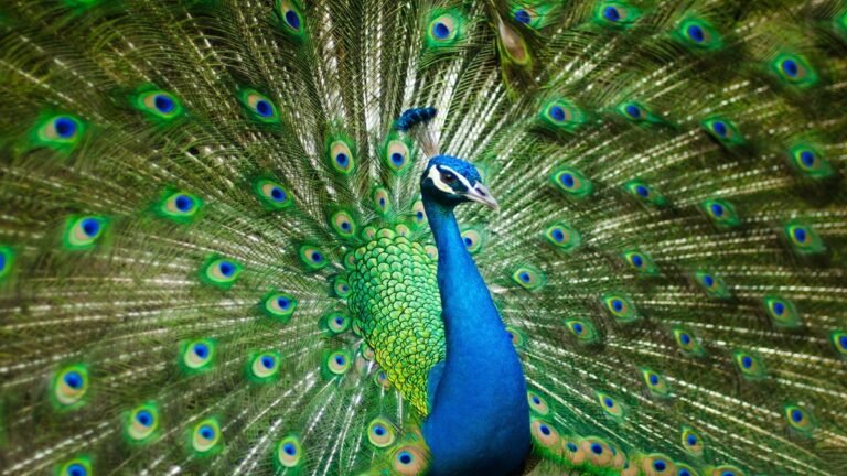 The National Bird of India (Indian Peacock)